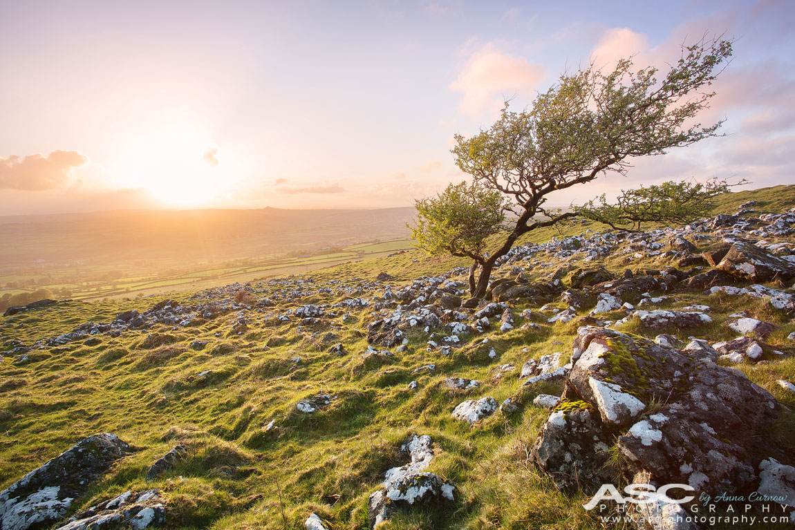 Cox Tor Tree - ASC Photography
