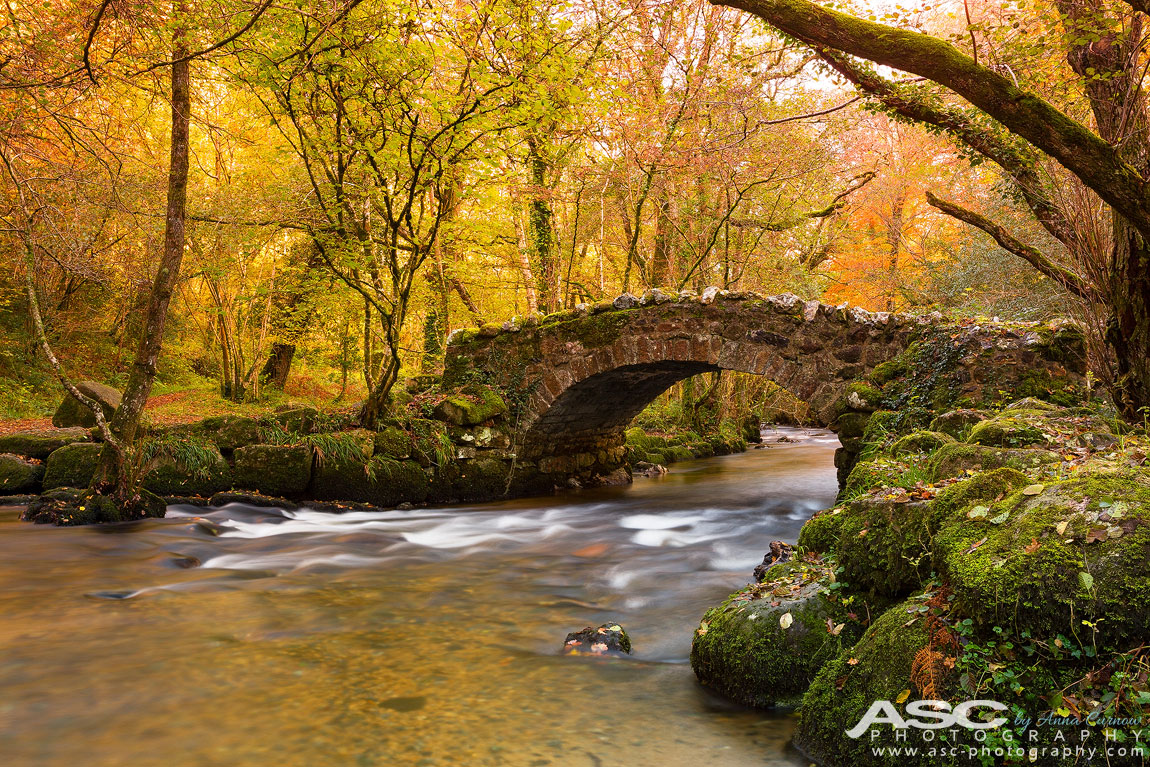 Hisley Golds - ASC Photography